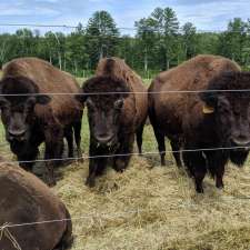 Marsh Meadow Bison | 16 Scales Rd, Canterbury, NH 03224, USA