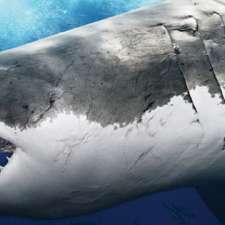 Sharks Fish and Chicken | 2560 Garfield St Unit 1, Gary, IN 46404, USA